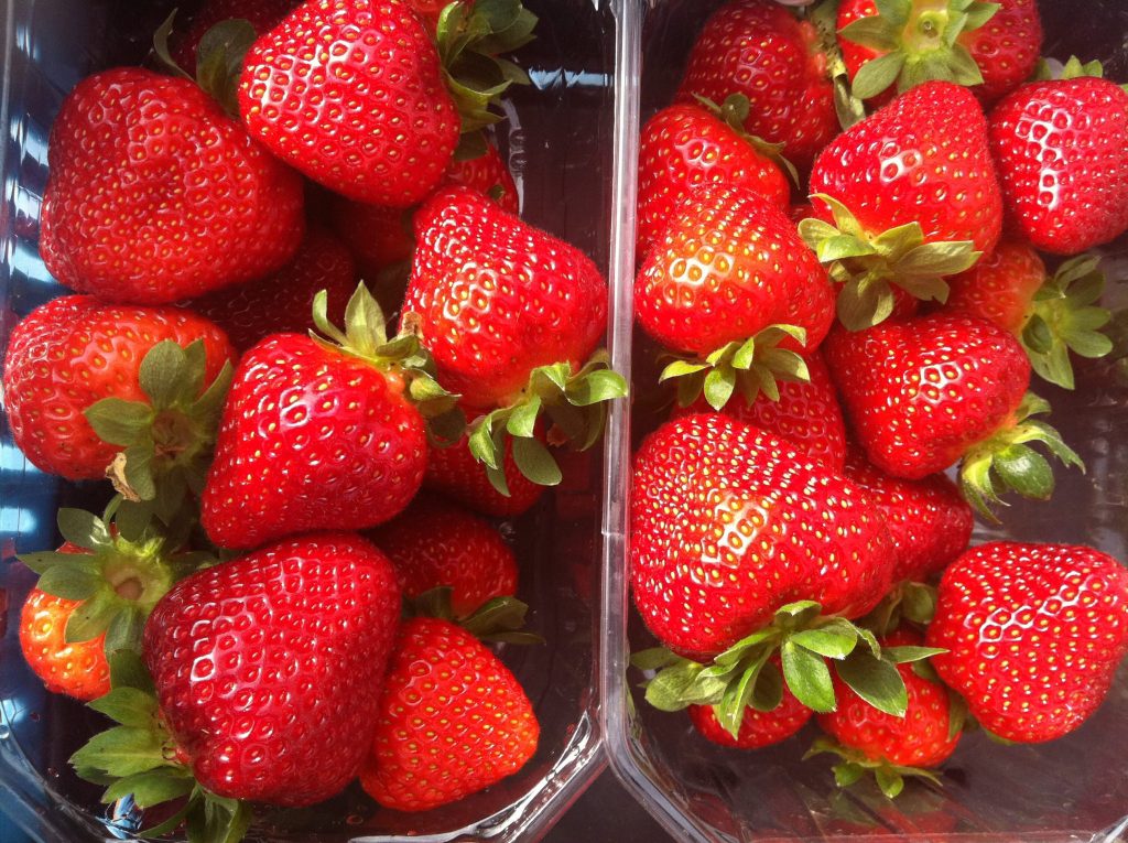 Truskawka Malling™ Centenary Frigo – Sadzonki Truskawek